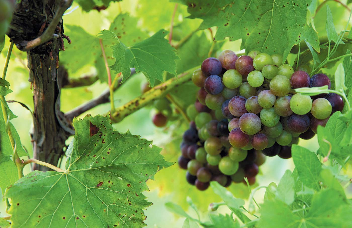 Versatile Chambourcin - Pennsylvania Wine Society