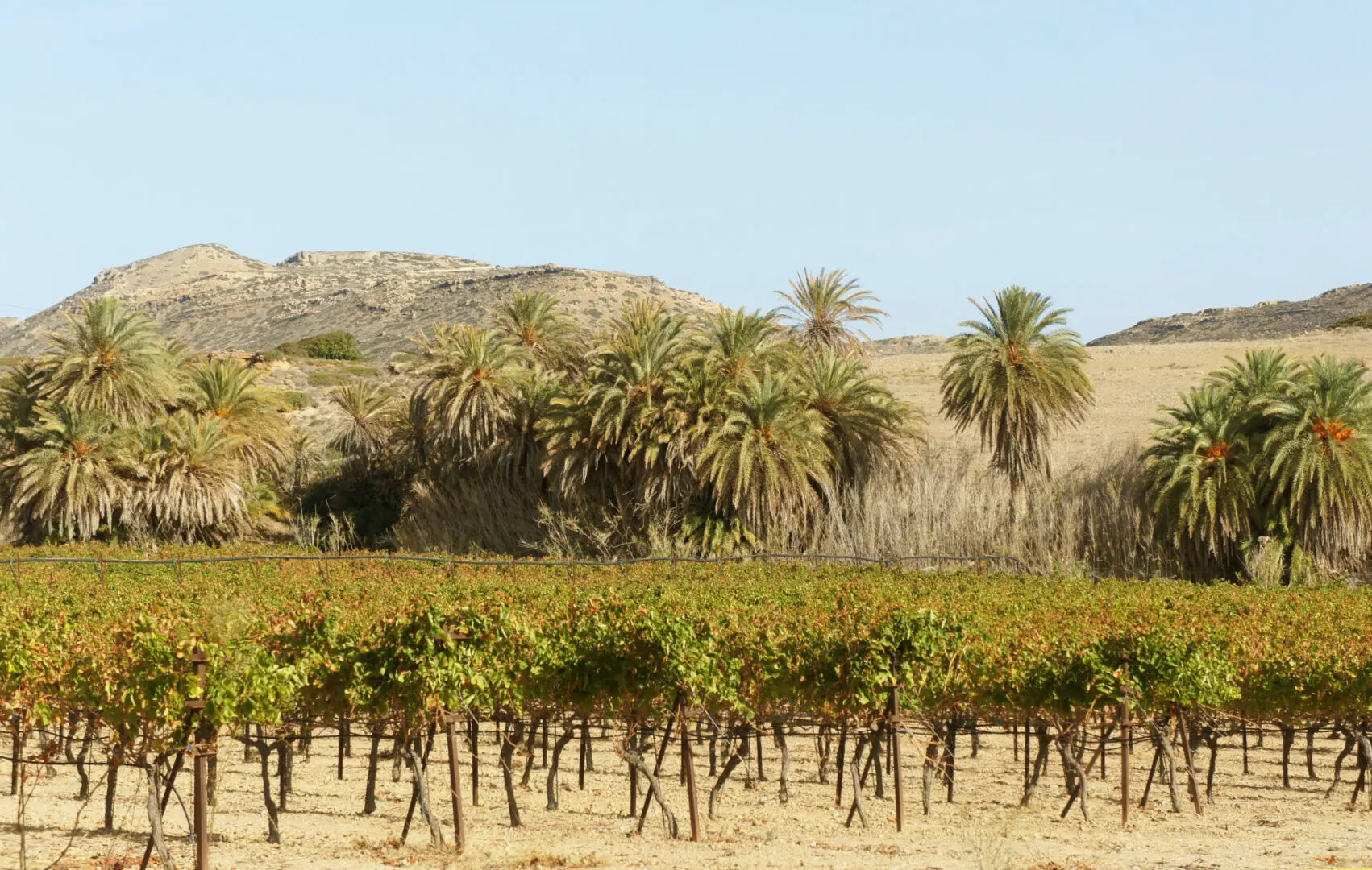 Lesser-Known Wine Regions (that you should know about): CRETE ...